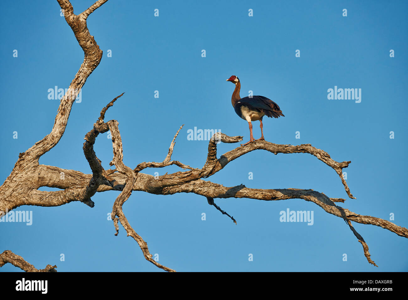 Tree goose hi-res stock photography and images - Alamy