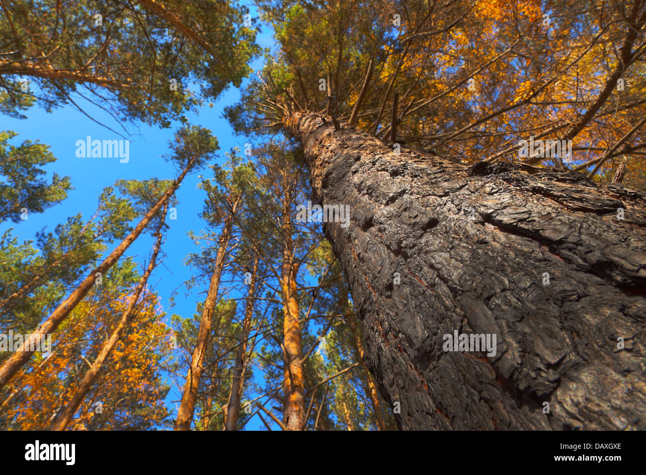 Image processed for high dynamic range color (HDRI technique Stock ...