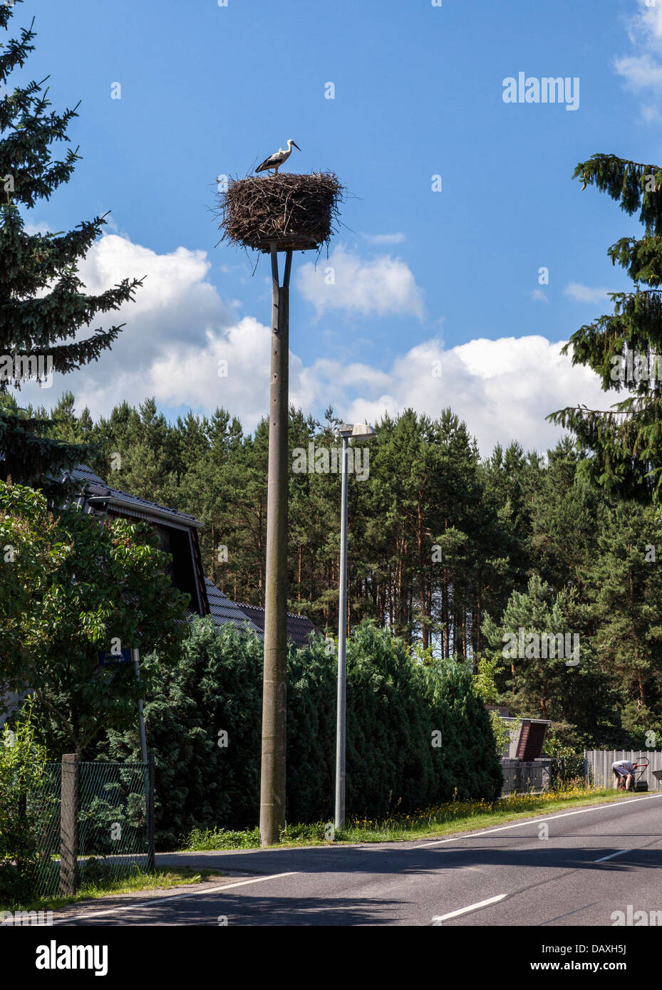 Stork in a nest on a platform on top of a pole in the Spreewald ...