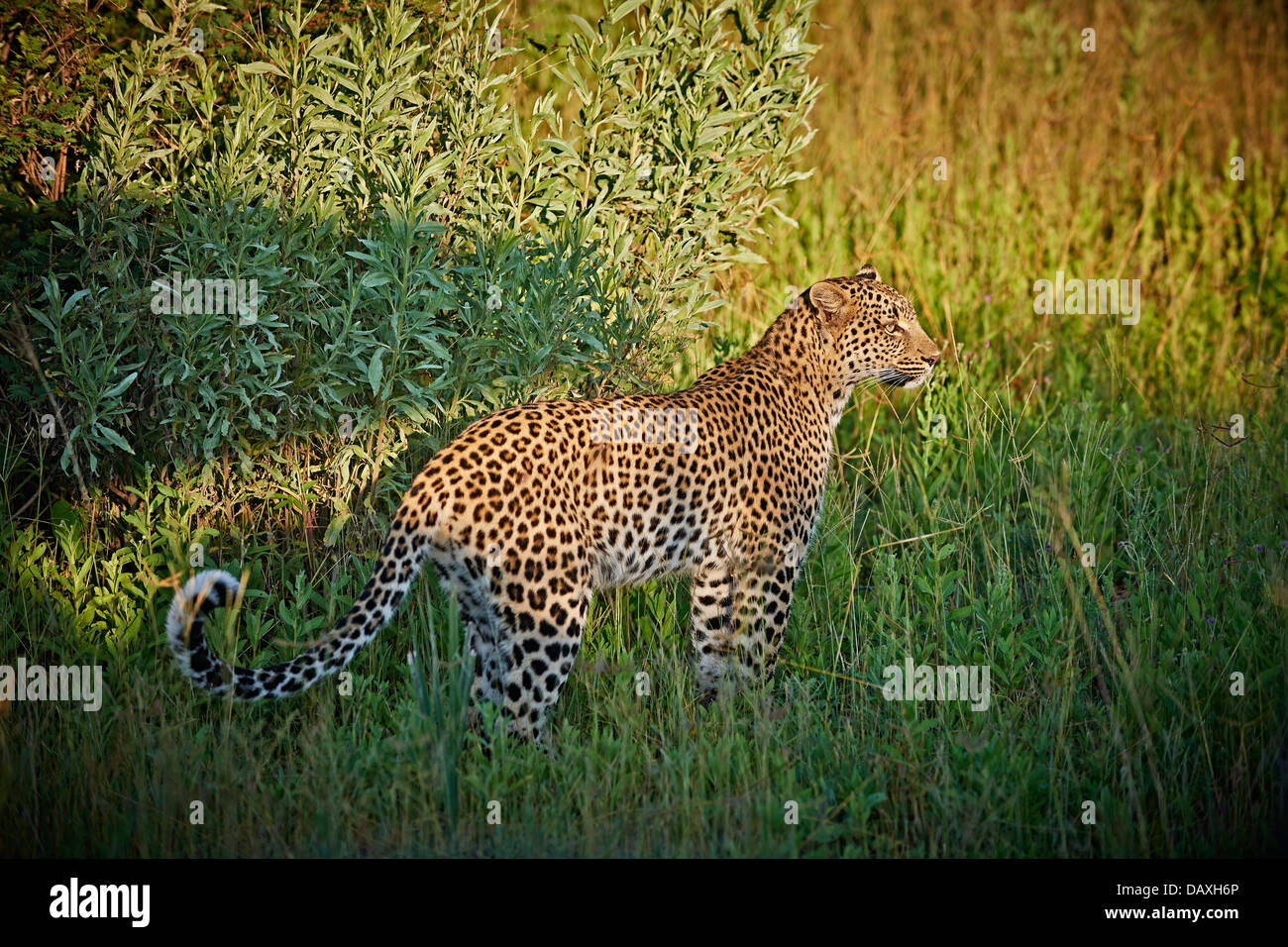 Female leopard hi-res stock photography and images - Alamy