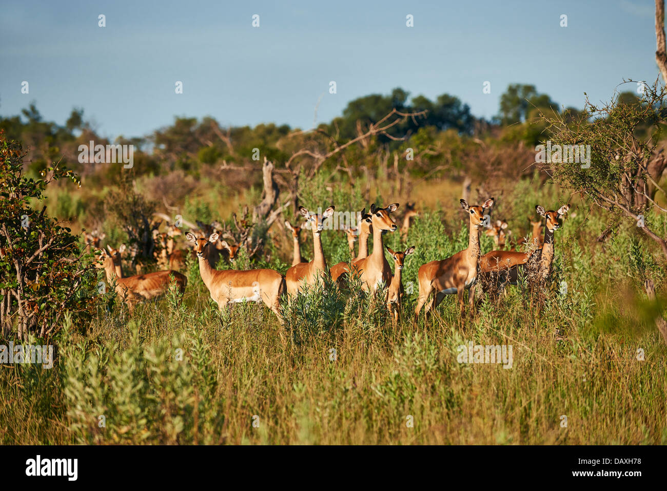 Impala watching a predator hi-res stock photography and images - Alamy