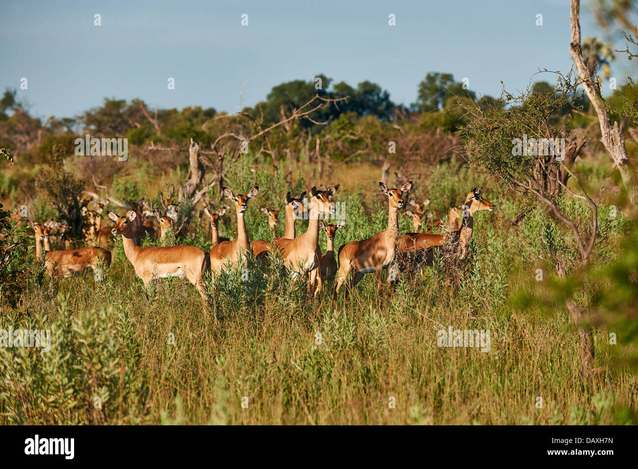 Impala watching a predator hi-res stock photography and images - Alamy