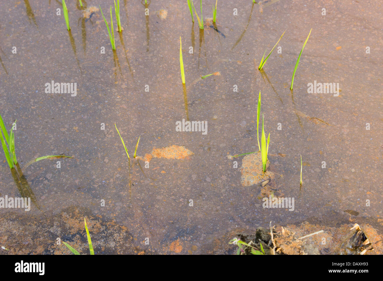Young rice paddy growth in a rice paddy Stock Photo - Alamy
