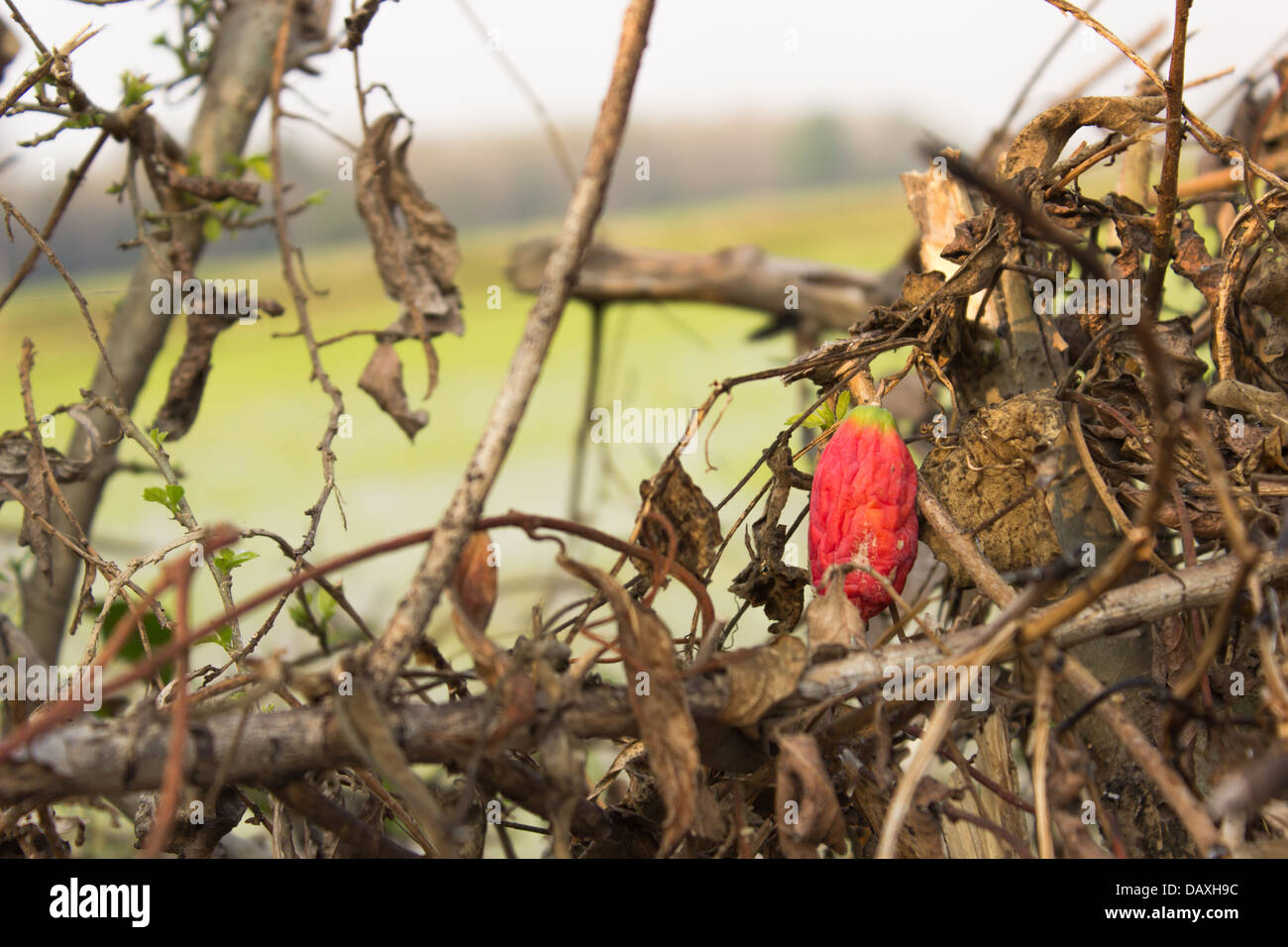 Ivy gourd withered between tree dry , Ivy gourd Thai vegetable ...