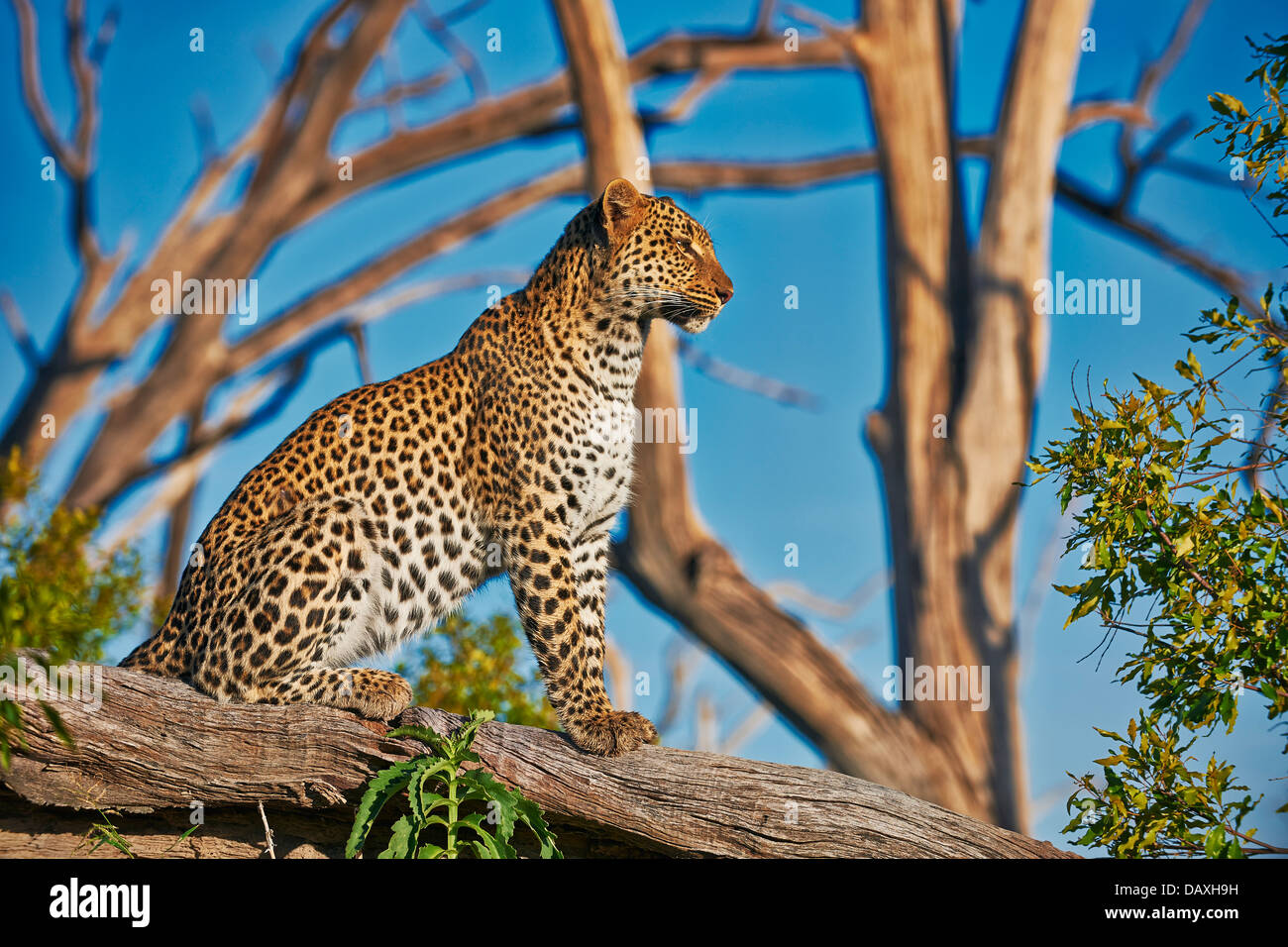 female Leopard (Panthera pardus) sitting on a branch of a dead tree ...