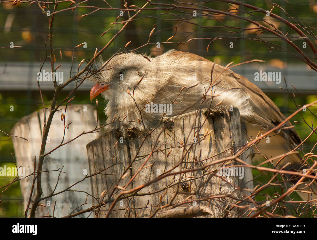 Exotic bars hi-res stock photography and images - Alamy