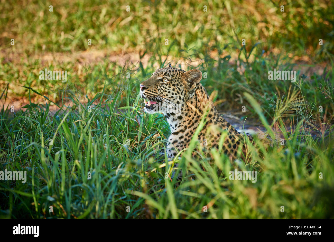 Female leopard hi-res stock photography and images - Alamy