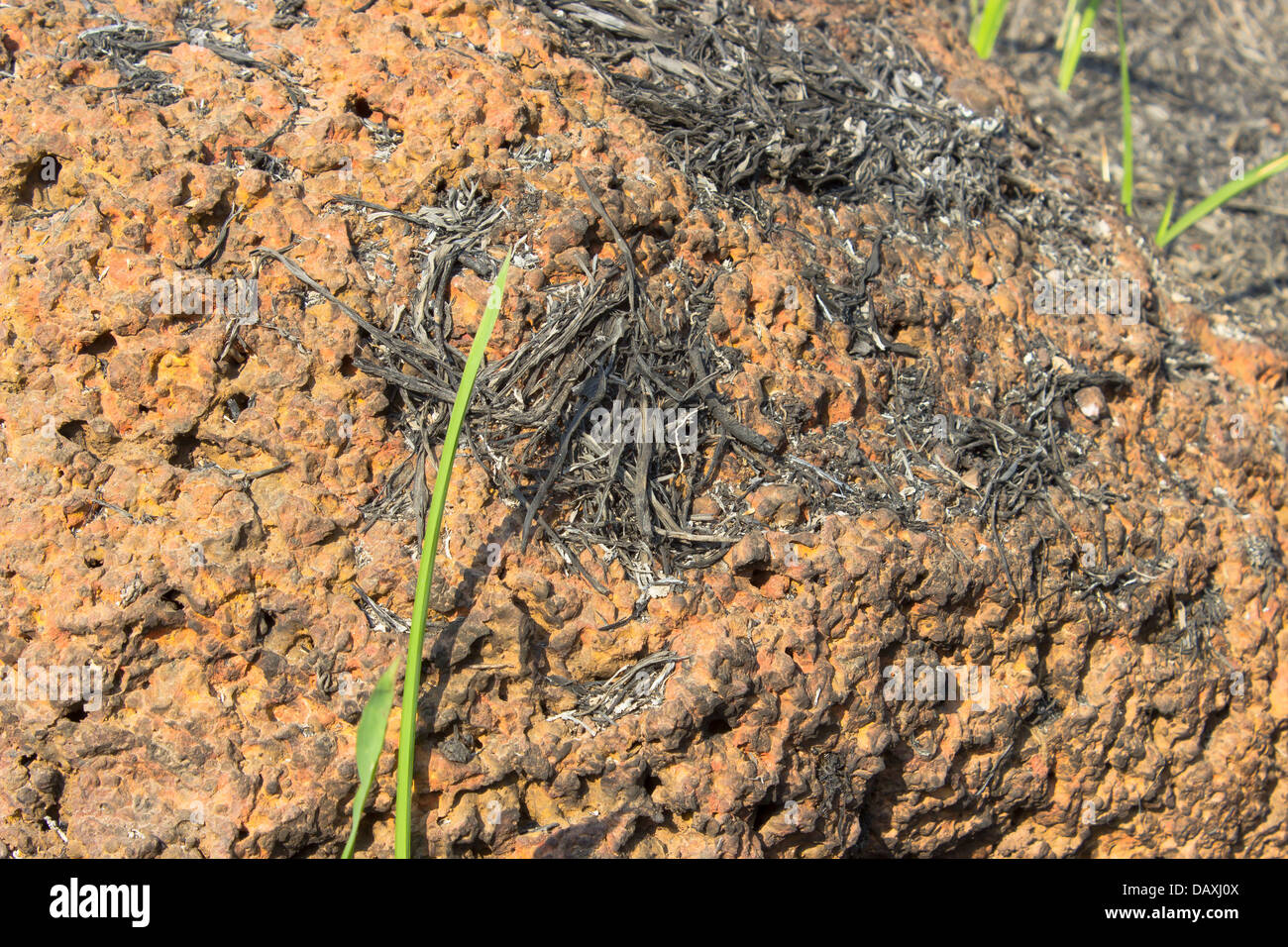 Grass on rock hi-res stock photography and images - Alamy