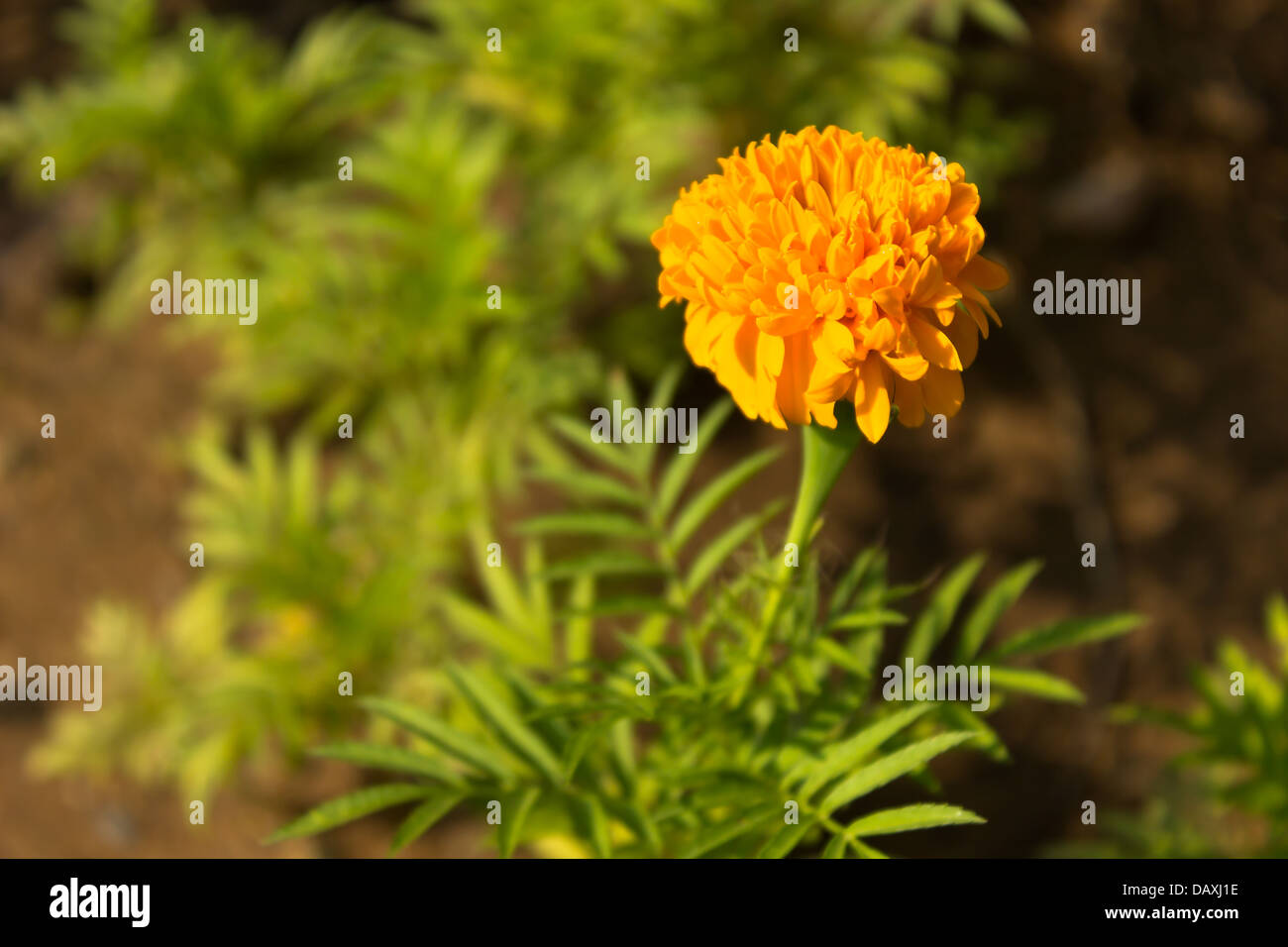 Marigold flower in small hi-res stock photography and images - Alamy