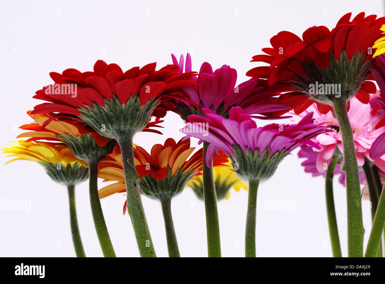 Multi colored display of daisy's in a studio setting Stock Photo - Alamy