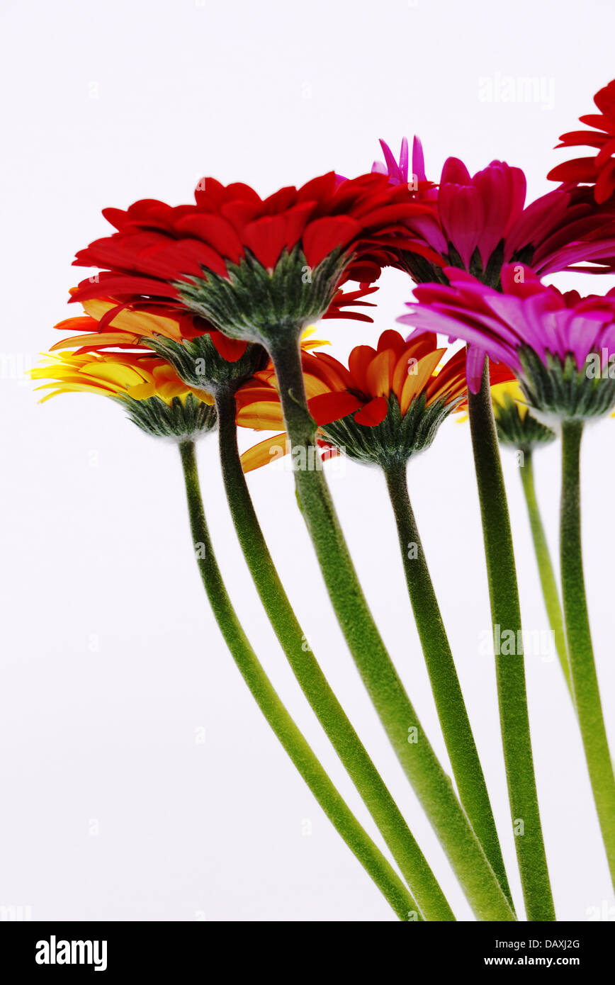 Multi colored display of daisy's in a studio setting Stock Photo - Alamy