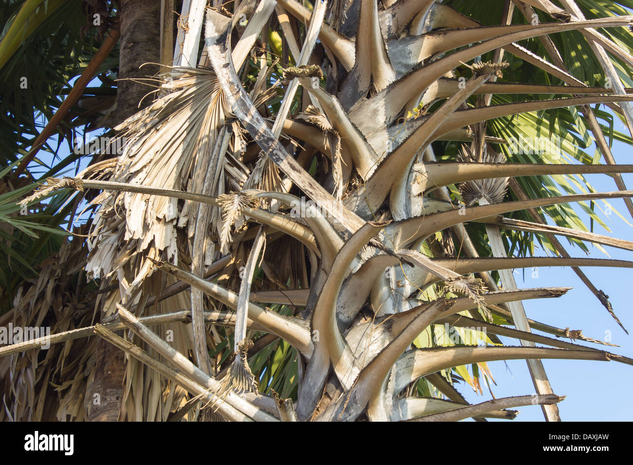 Palm Tree Trunk Stock Photo - Alamy