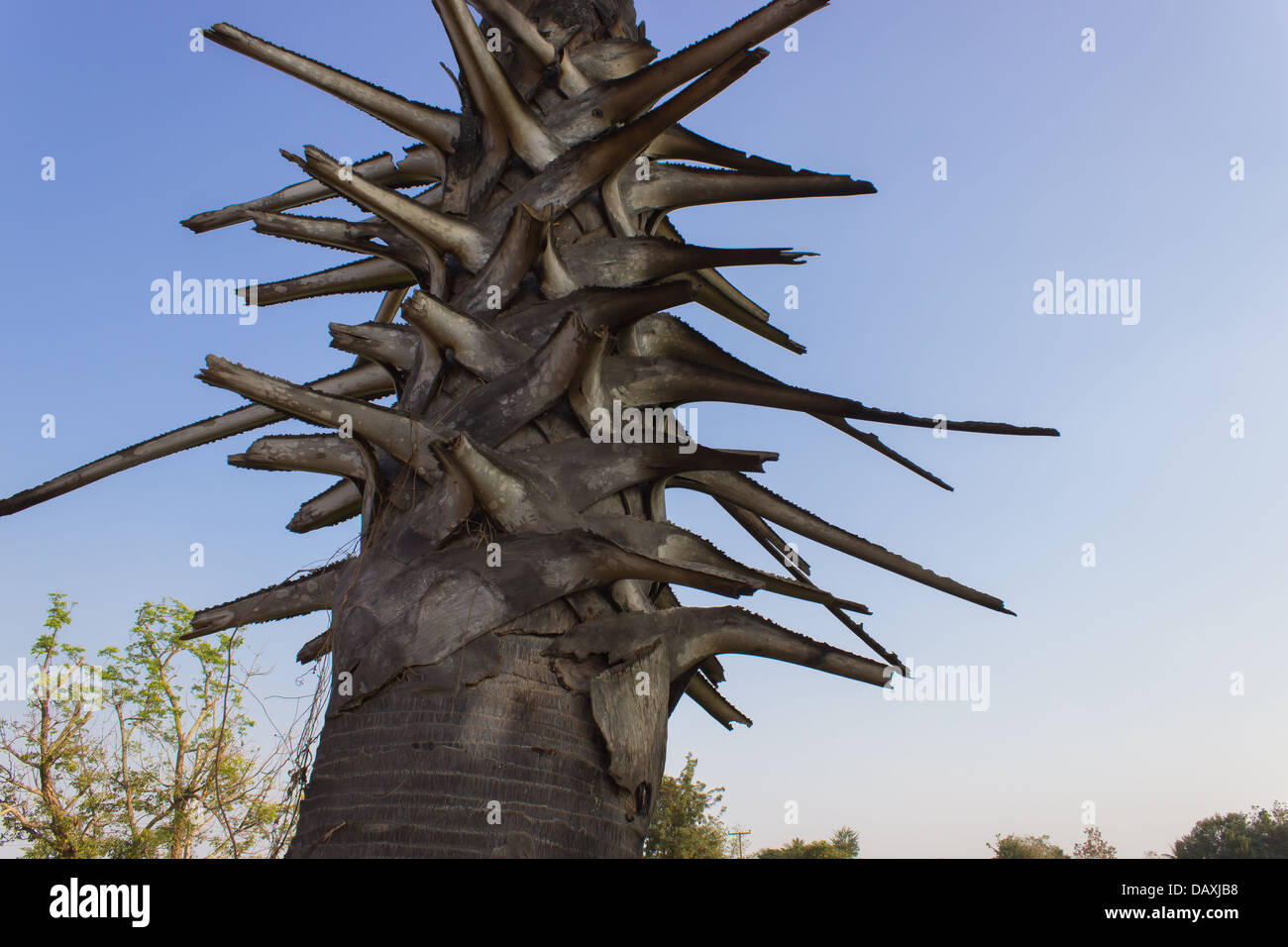 Palm tree trunk hi-res stock photography and images - Alamy