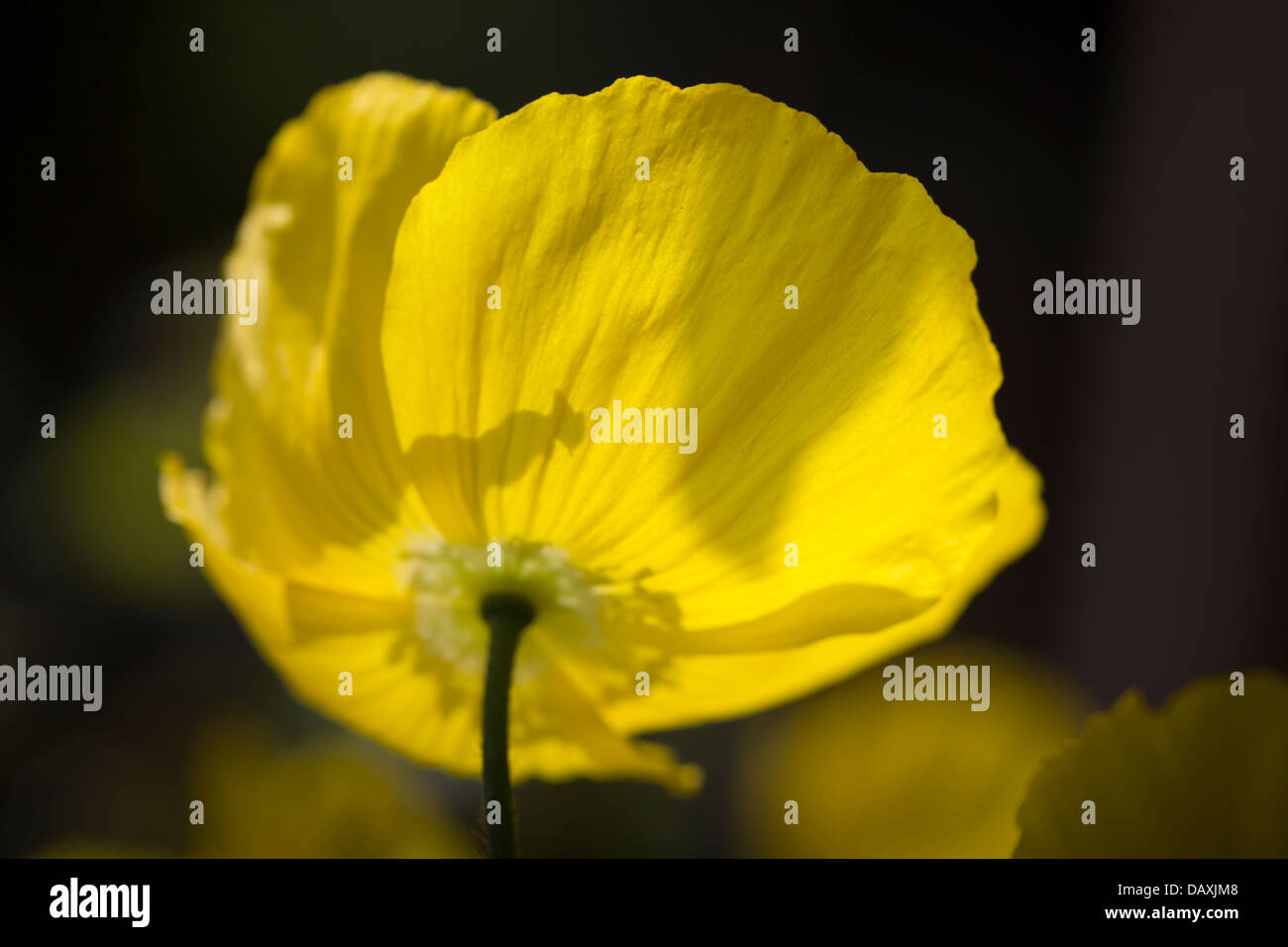 Yellow poppy close up Stock Photo - Alamy