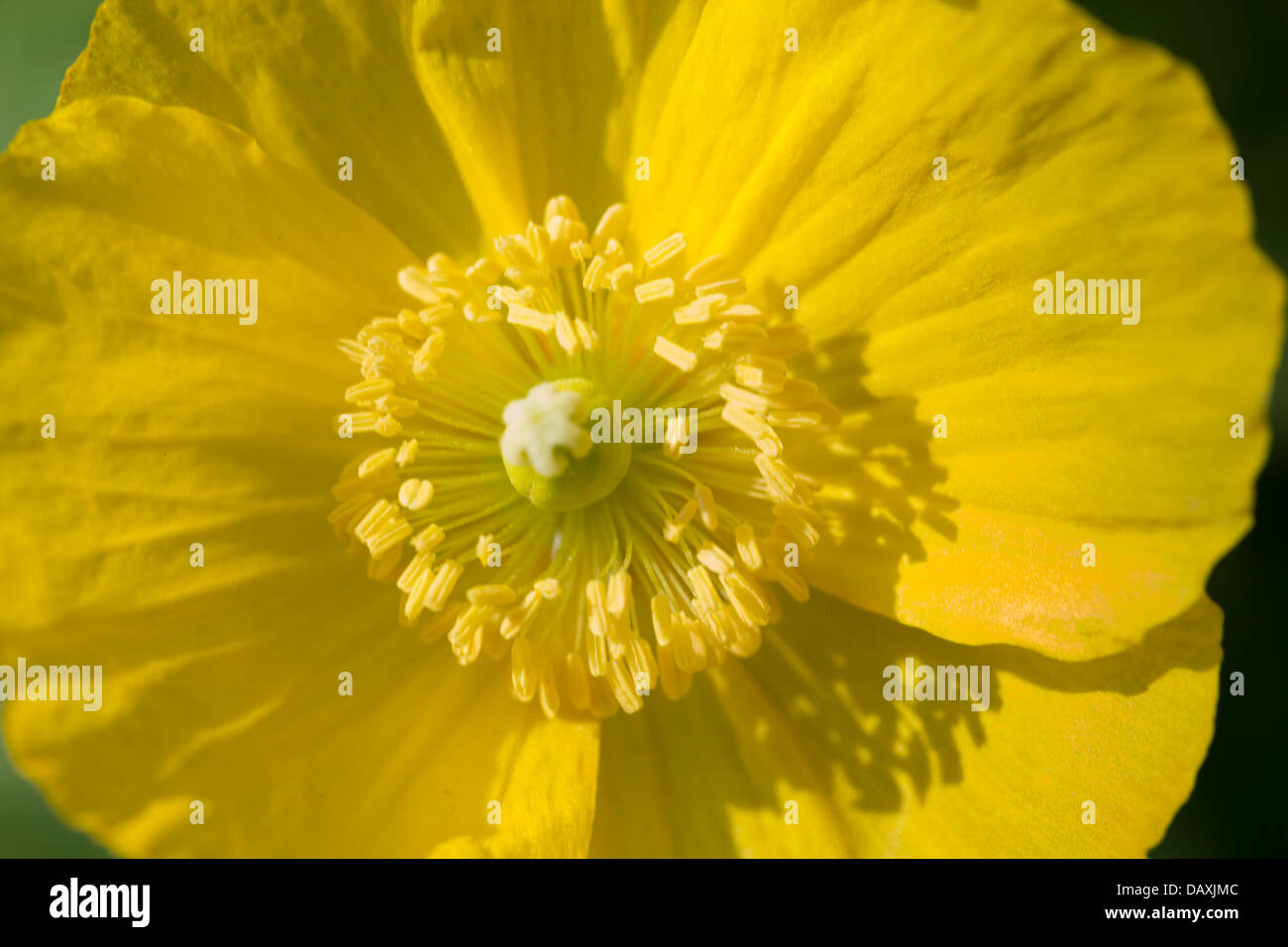 Yellow poppy close up Stock Photo - Alamy