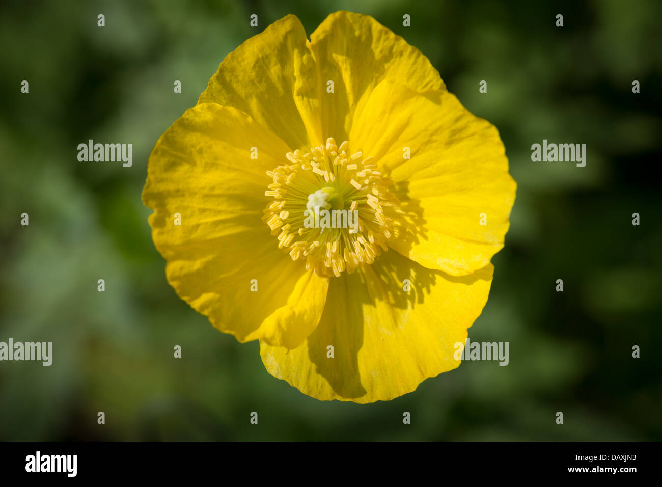 Yellow poppy close up Stock Photo - Alamy
