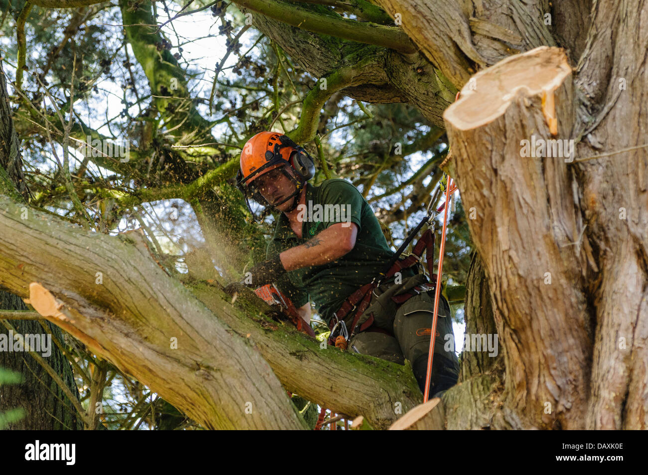A tree surgeon uses a chainsaw to cut branches from a tree Stock Photo ...