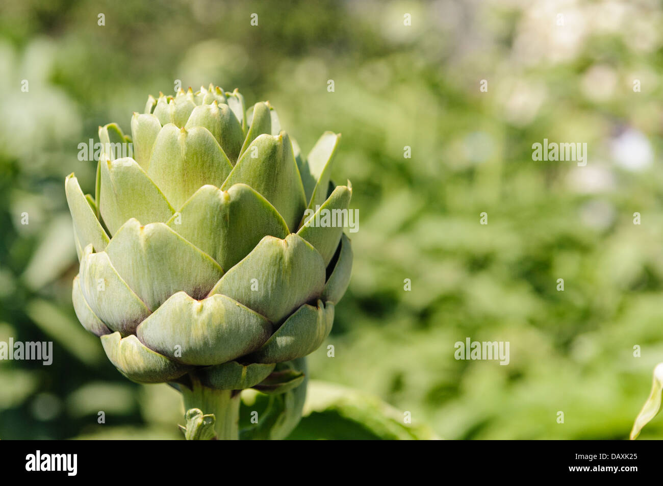 Unopened artichoke flower bud growing hi-res stock photography and ...