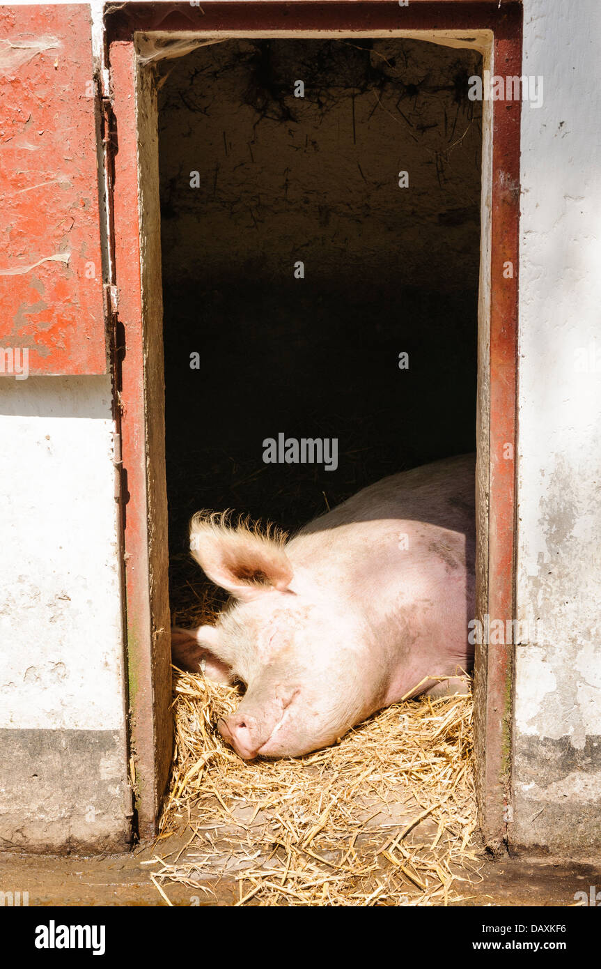 Pig sleeps inside a sty Stock Photo - Alamy