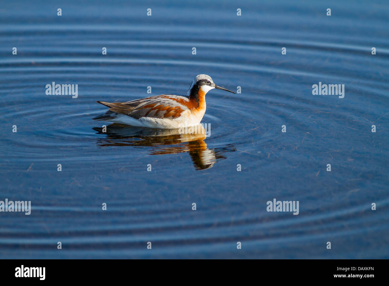 Wilson's Phalarope Male (Phalaropus tricolor) Male and his reflection as he search's for food ...