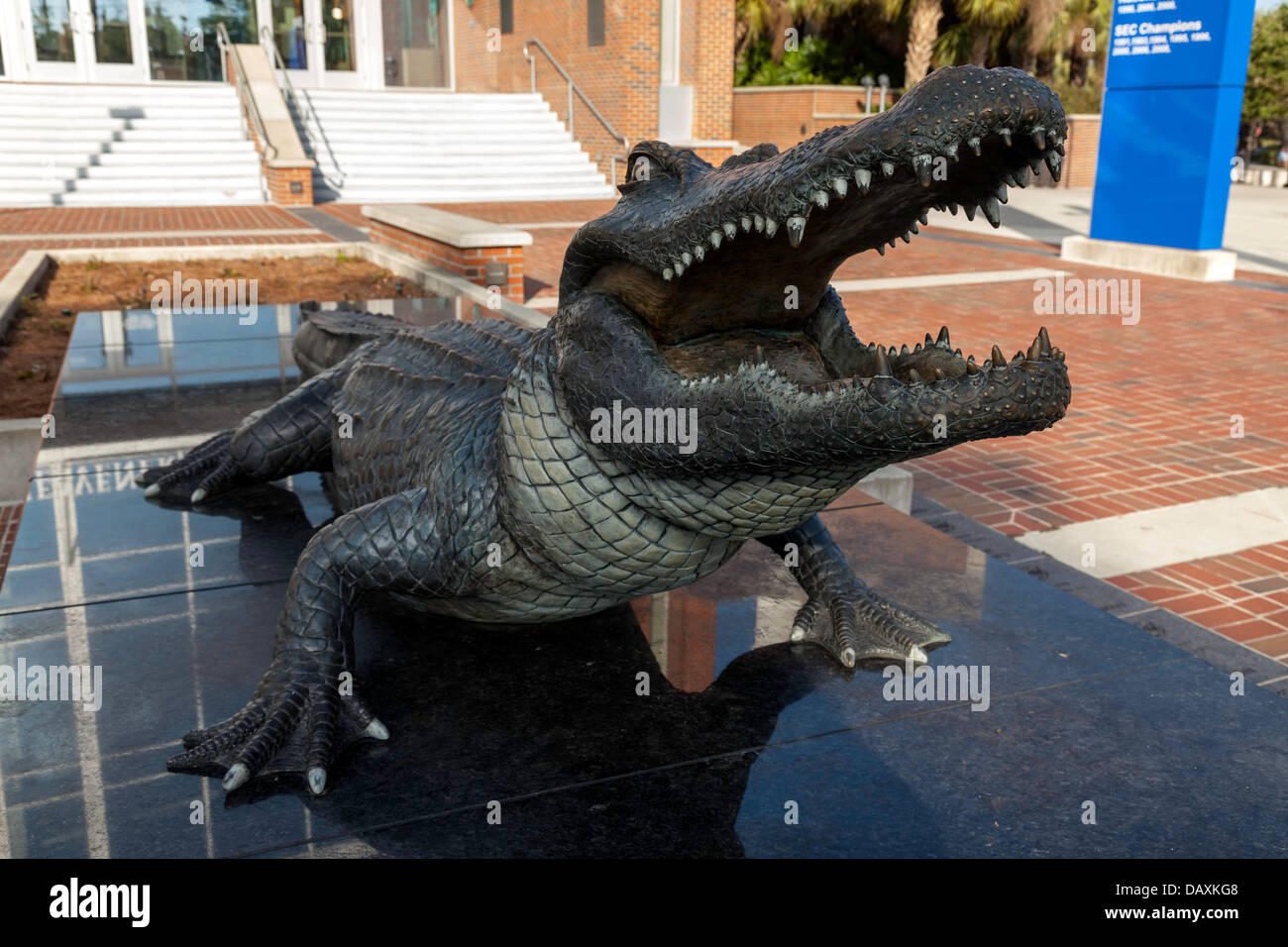 Bronze alligator statue, mascot for the University of Florida, stands ...