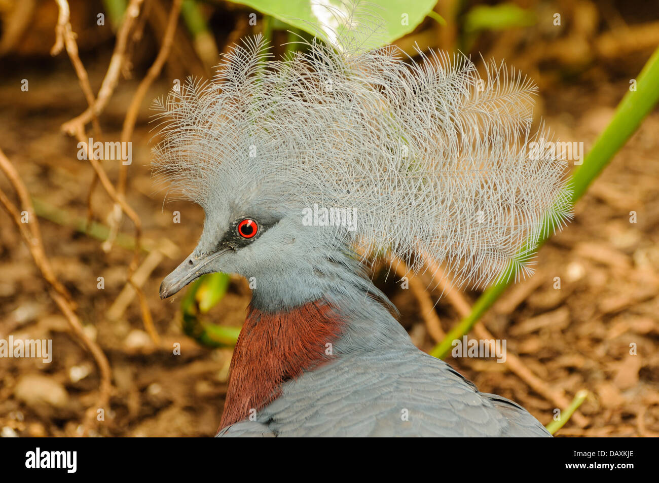 Scheepmaker's Crowned Pigeon (Goura scheepmakeri Stock Photo - Alamy