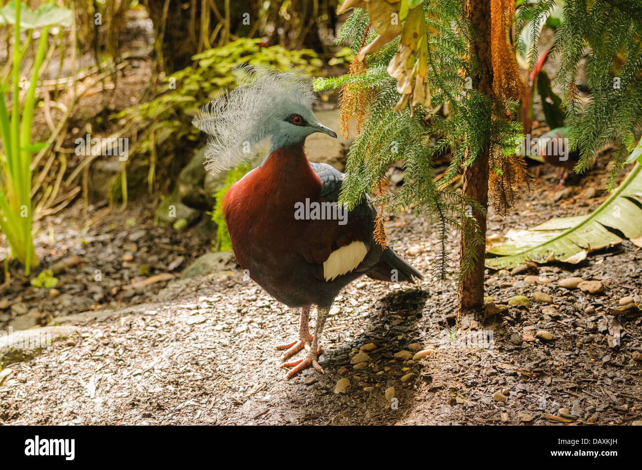 Scheepmaker's Crowned Pigeon (Goura scheepmakeri Stock Photo - Alamy