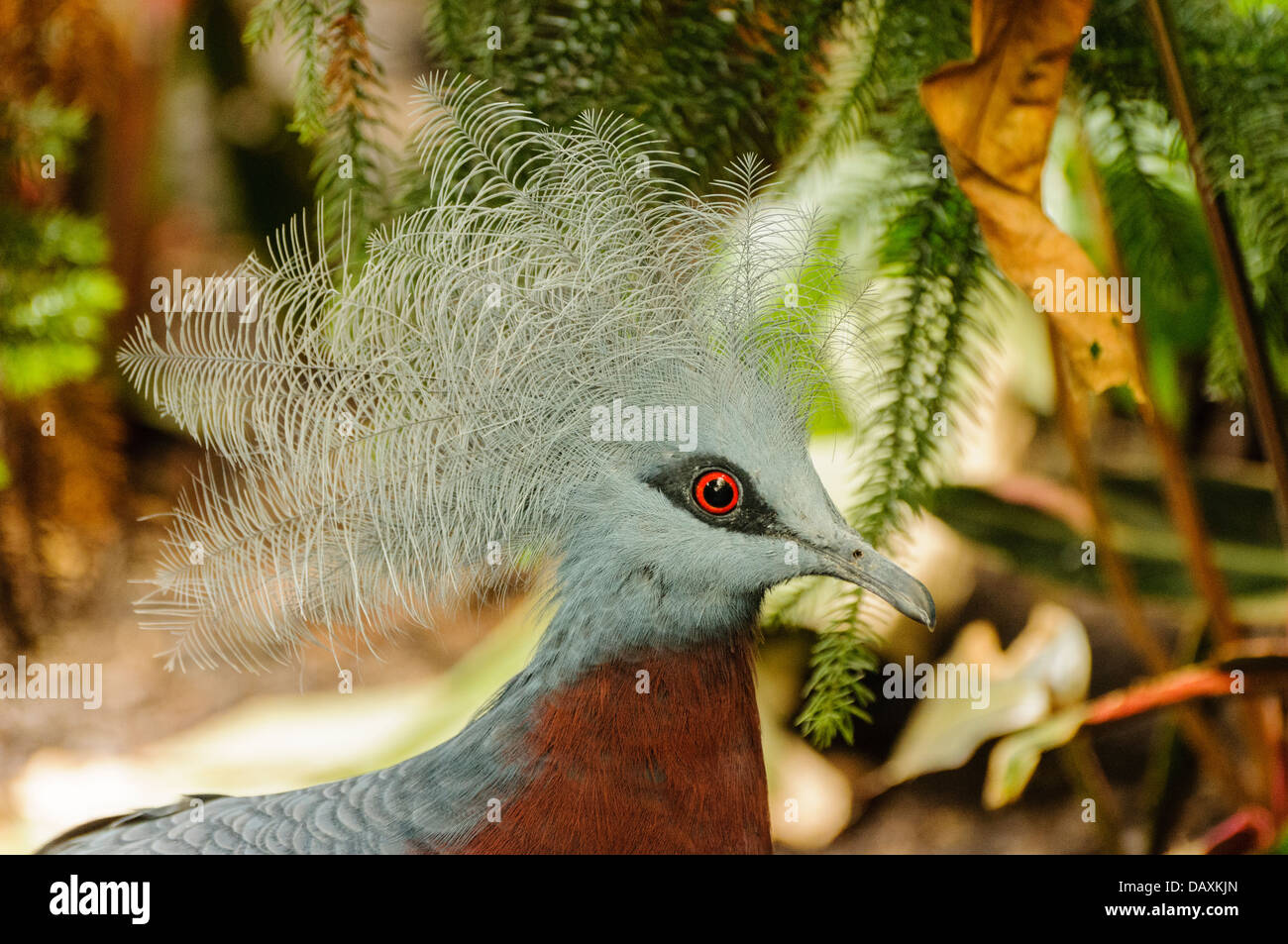 Scheepmaker's Crowned Pigeon (Goura scheepmakeri Stock Photo - Alamy
