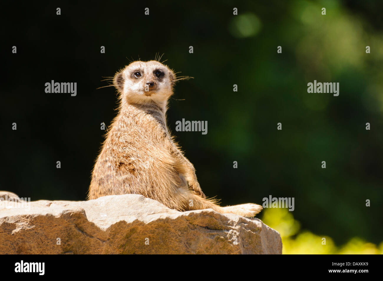 Watching for danger hi-res stock photography and images - Alamy