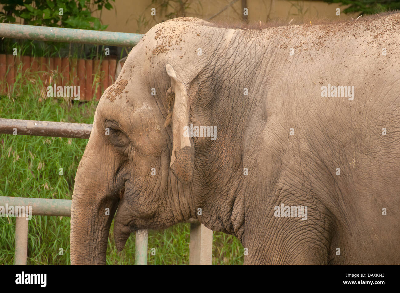 Elephant paddock hi-res stock photography and images - Alamy