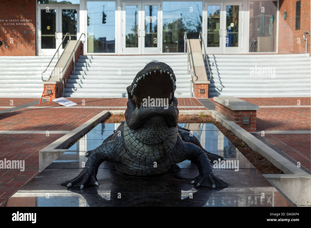 Bronze alligator statue, mascot for the University of Florida, stands ...