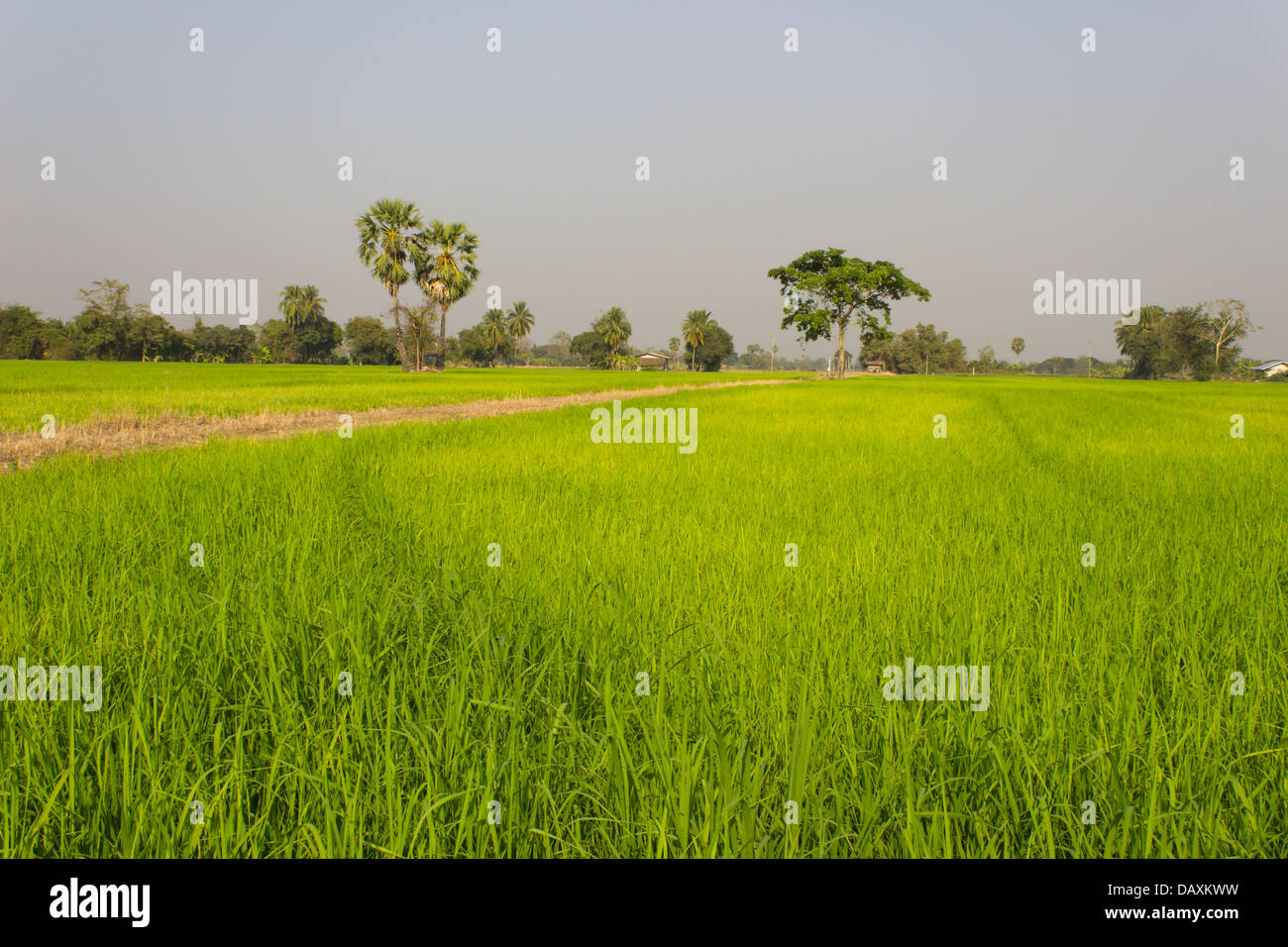 Trees in Paddy Field Stock Photo - Alamy
