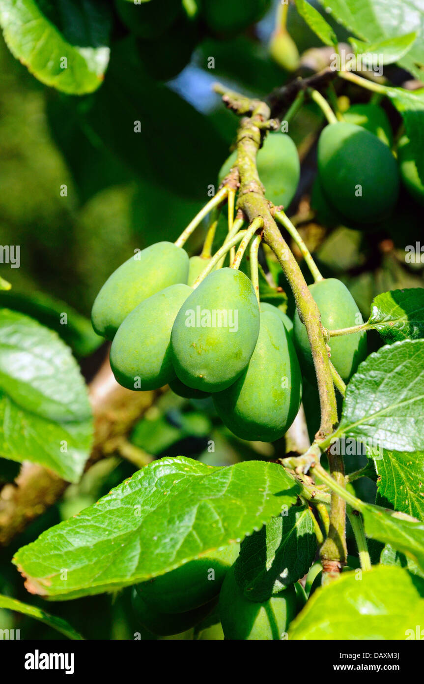 Plum trees england hi-res stock photography and images - Alamy