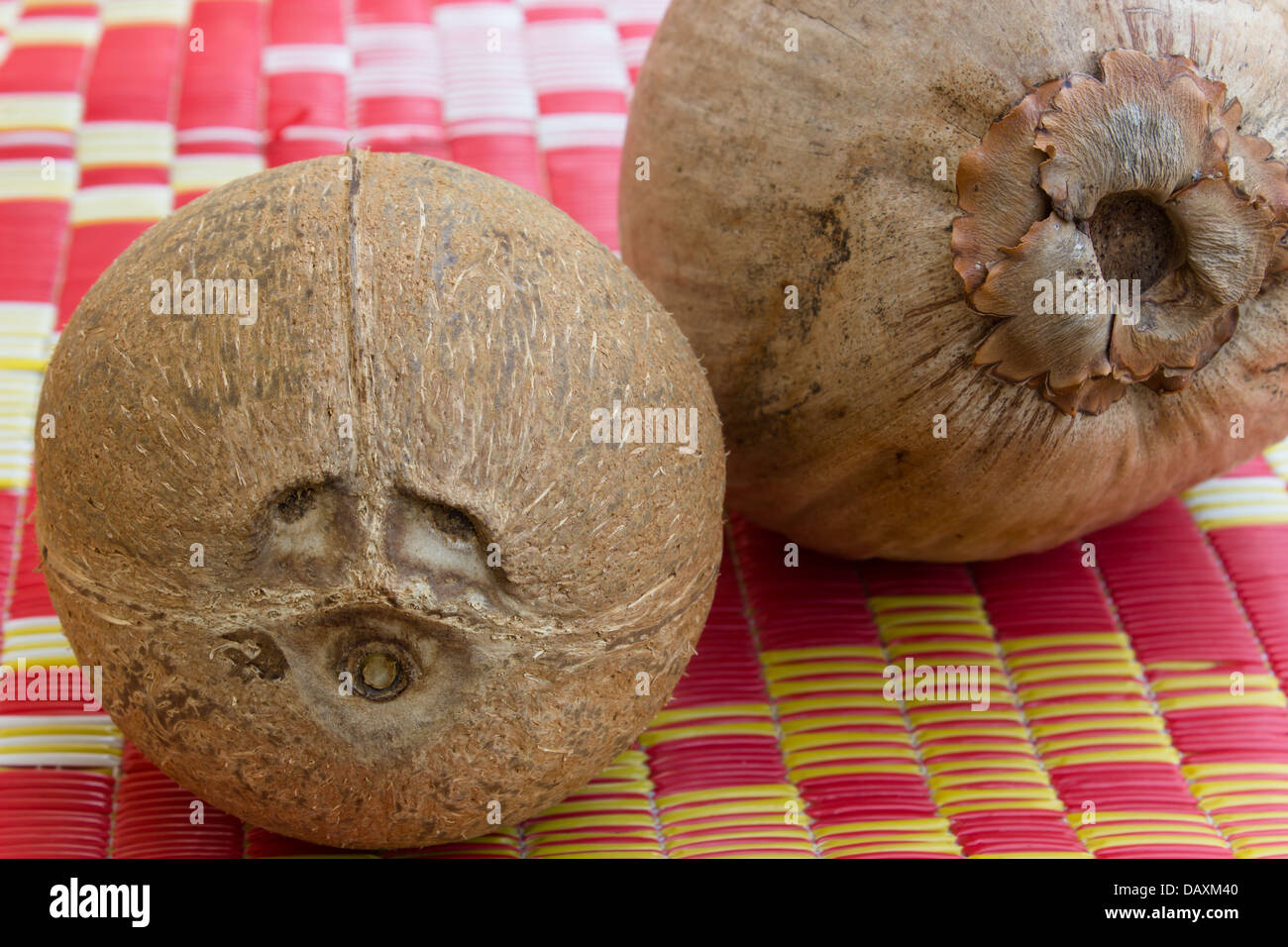 One coconut tree hi-res stock photography and images - Alamy