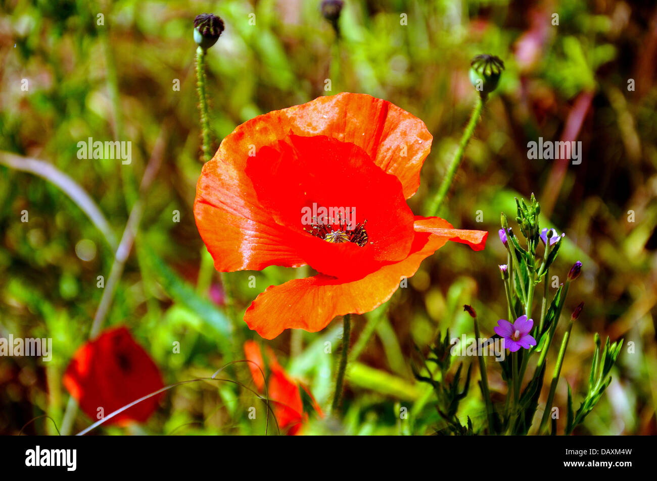 Single red poppy in flower, England, Western Europe Stock Photo - Alamy
