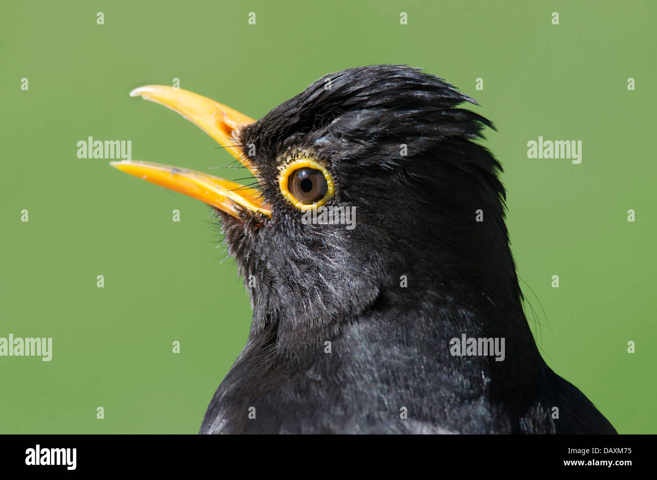 Blackbird head hi-res stock photography and images - Alamy