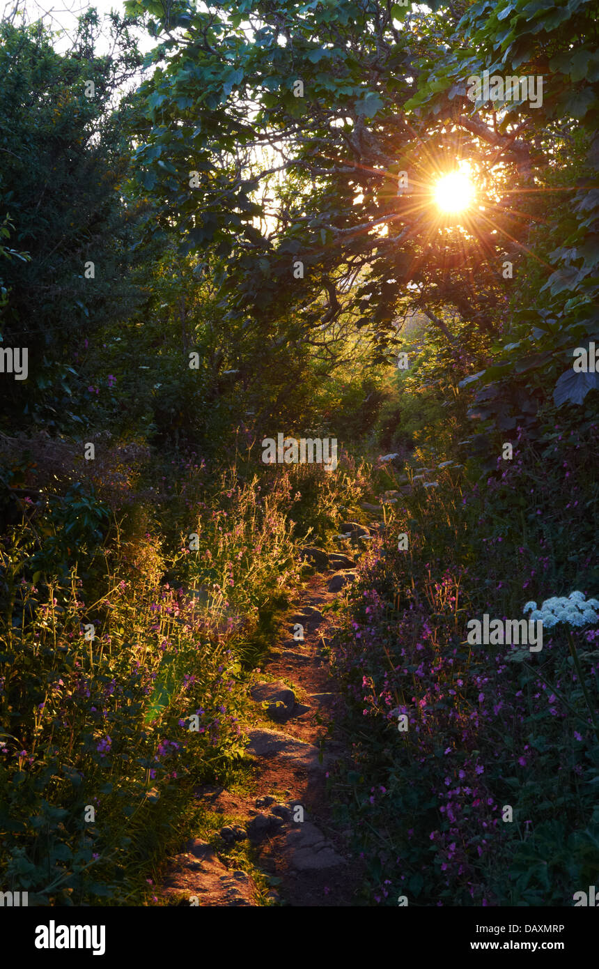 Magical pathway hi-res stock photography and images - Alamy