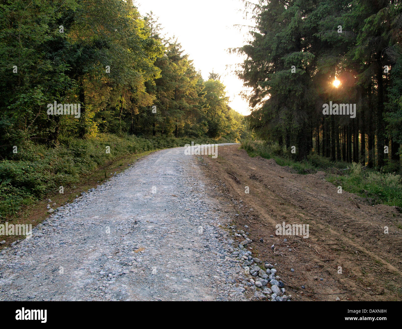 Woods cornwall hi-res stock photography and images - Alamy
