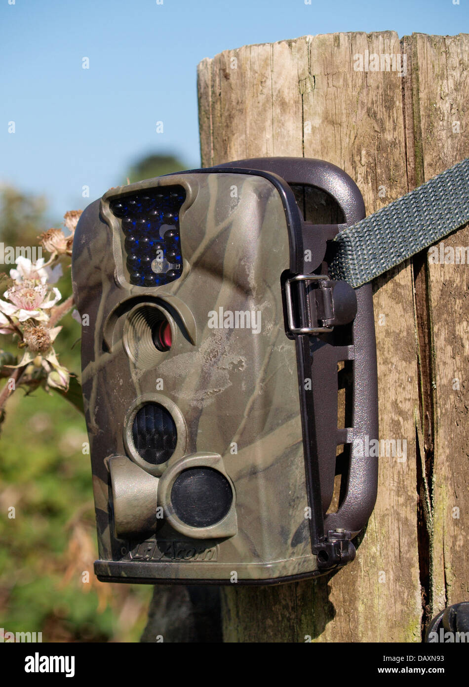 Camera trap hi-res stock photography and images - Alamy