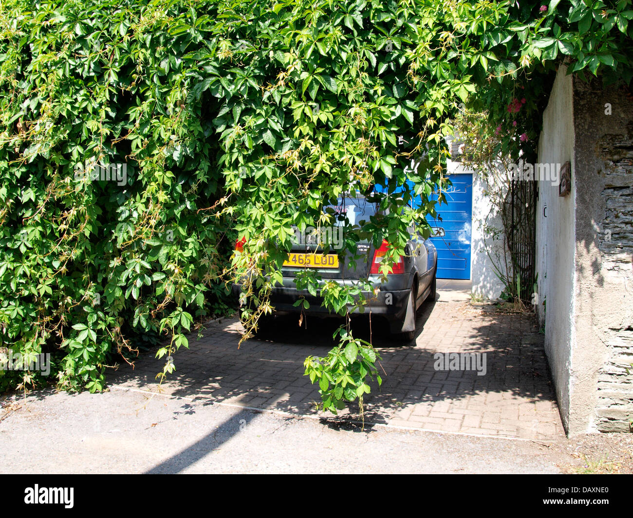 Overgrown driveway, Devon, UK 2013 Stock Photo - Alamy