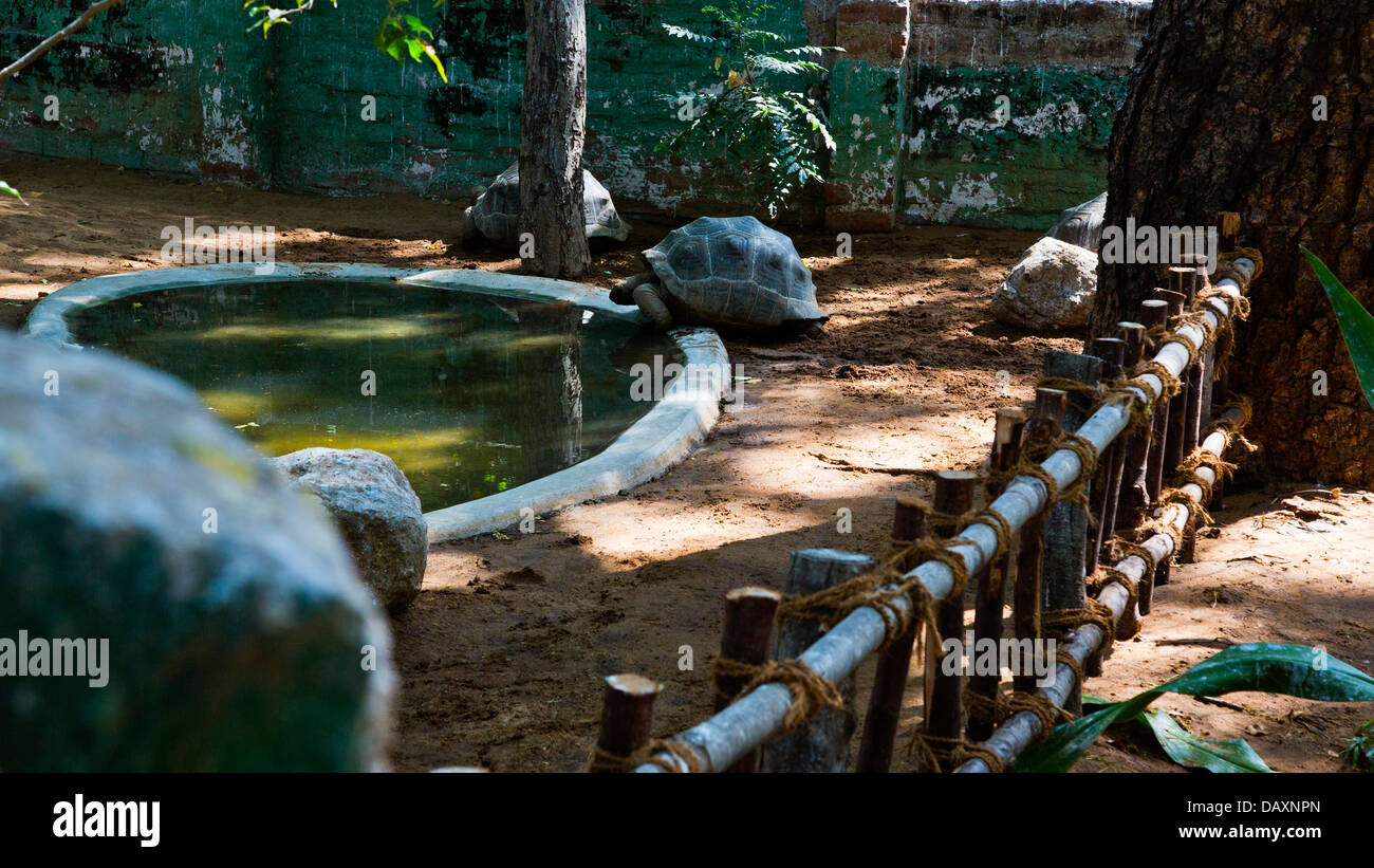 Turtle near a pond in a zoo, Mahabalipuram, Kanchipuram District, Tamil ...