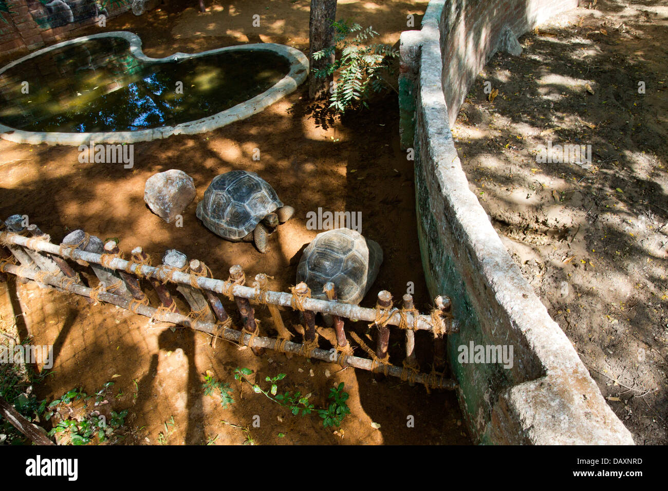 Turtles of india hi-res stock photography and images - Alamy