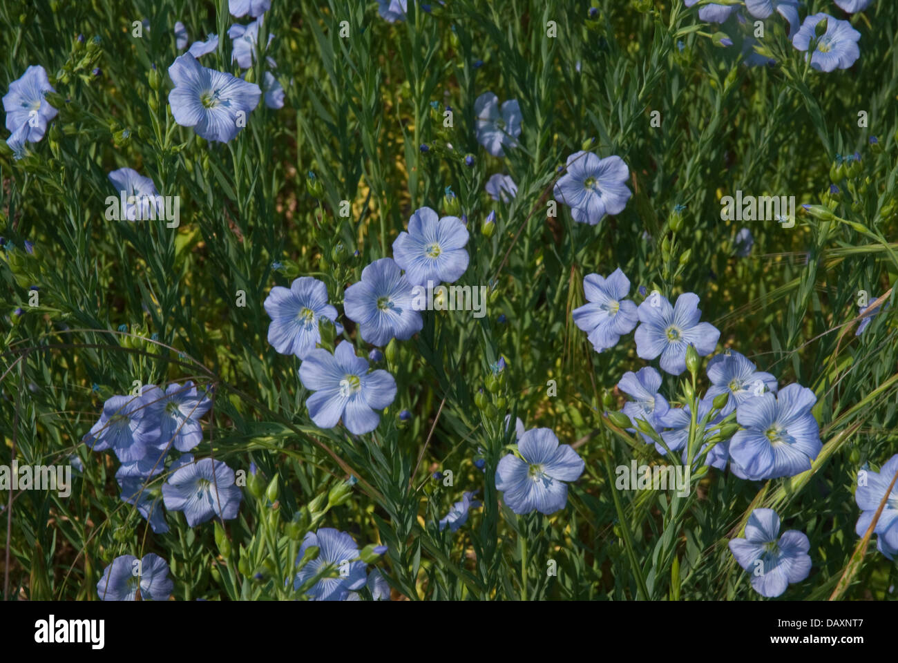 Linseed crop hi-res stock photography and images - Alamy