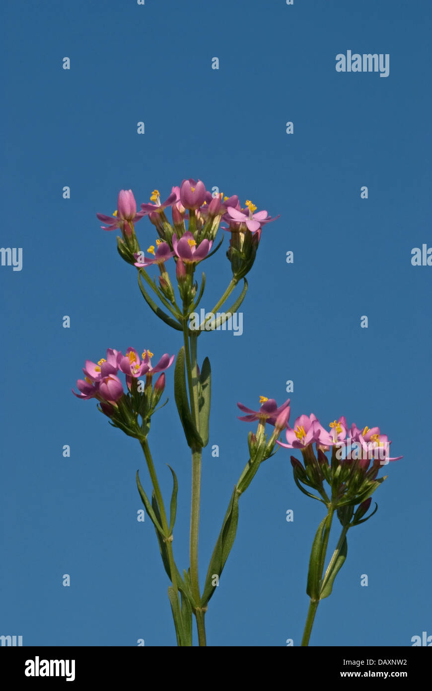 Centuarium hi-res stock photography and images - Alamy