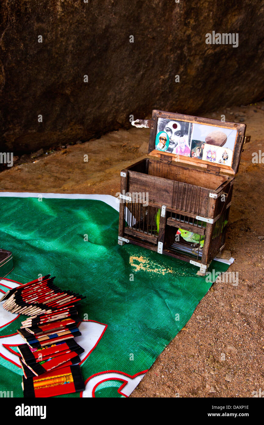 Parrot in a cage, Mahabalipuram, Kanchipuram District, Tamil Nadu ...