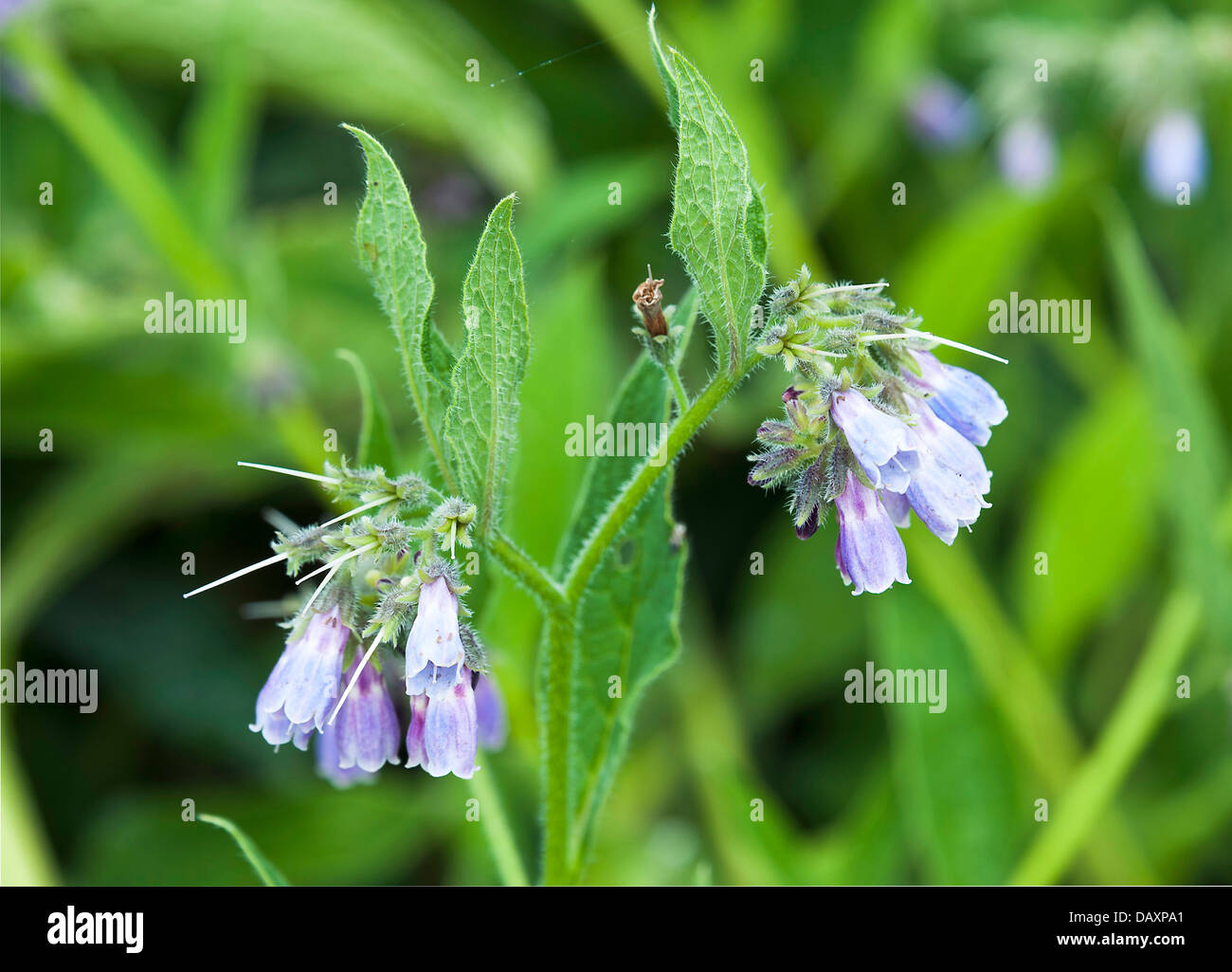 Blue Common Comfrey Flowers or Knitbone in Bloom on Towpath of Trent ...