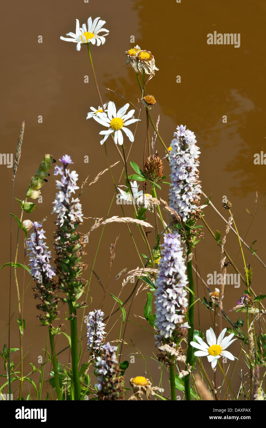 Common Spotted-Orchid Flowers on Towpath of Trent and Mersey Canal near ...
