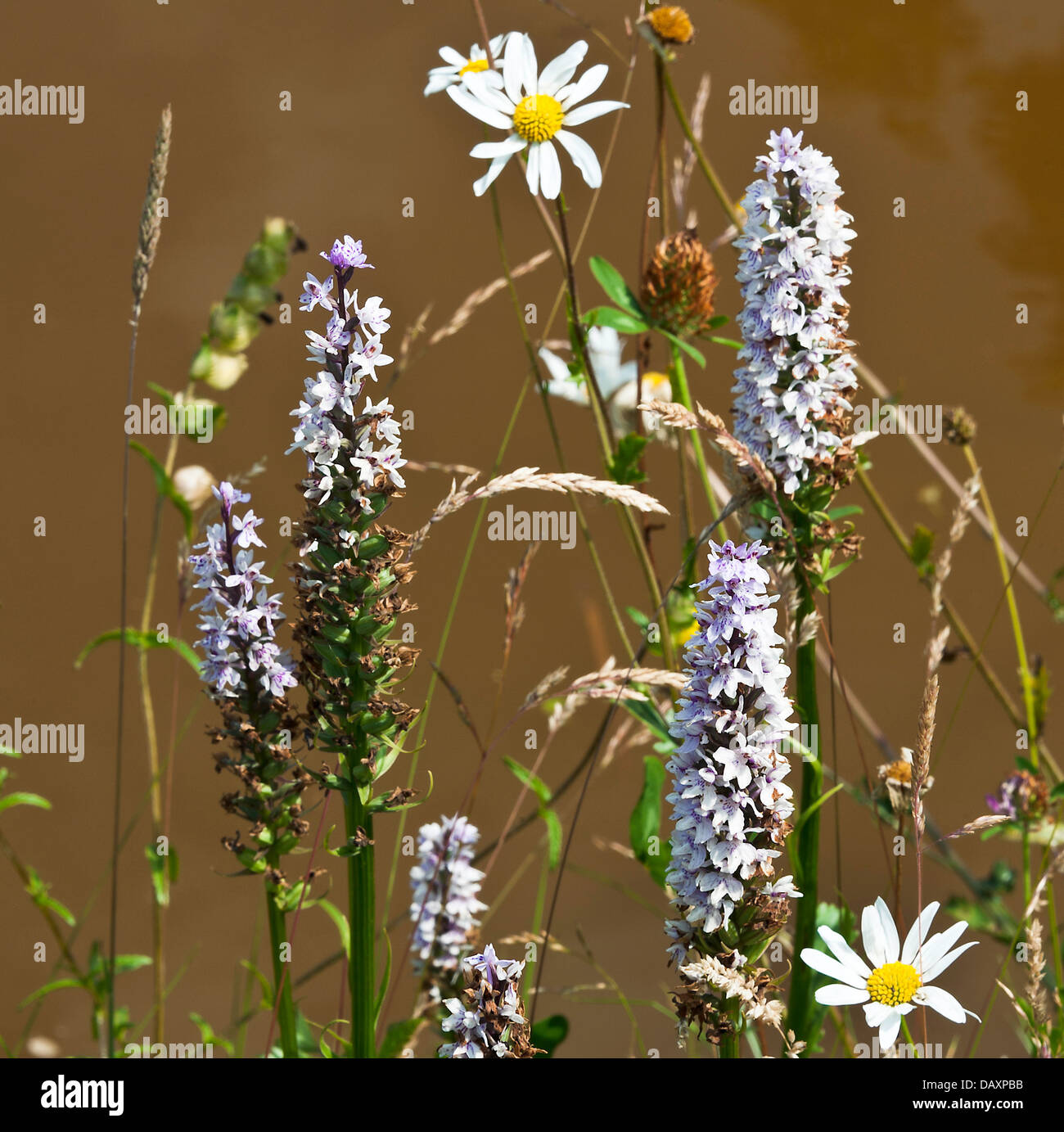 Common Spotted-Orchid Flowers on Towpath of Trent and Mersey Canal near ...