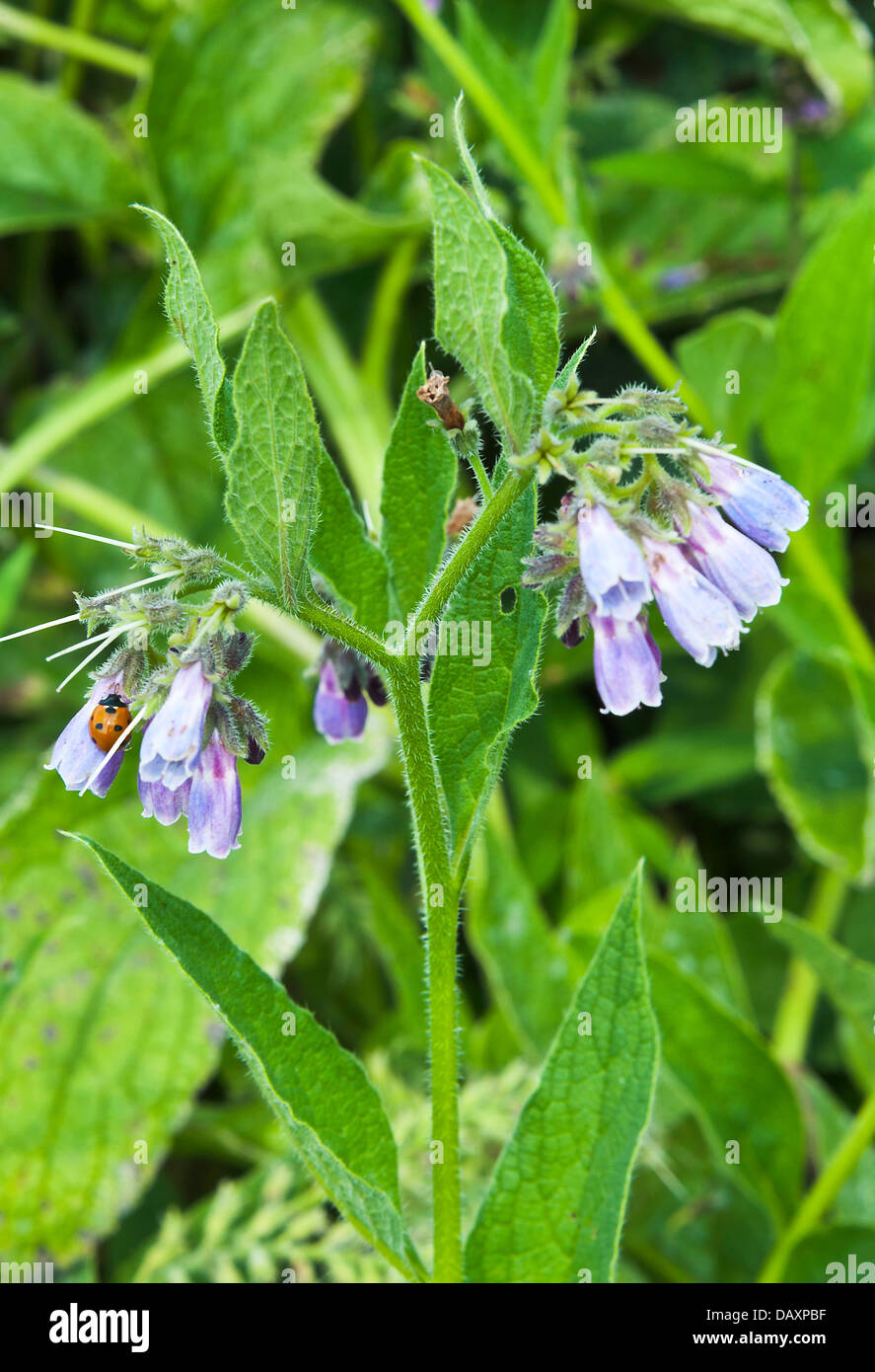 Blue Common Comfrey Flowers with Ladybird in Bloom on Towpath of Trent ...