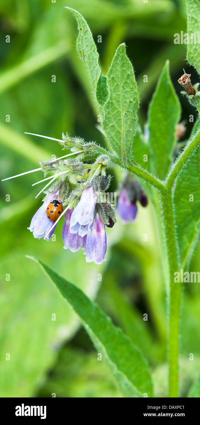 Blue Common Comfrey Flowers with Ladybird in Bloom on Towpath of Trent ...